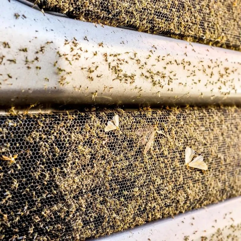 Bug Sponge | Image Wash Products